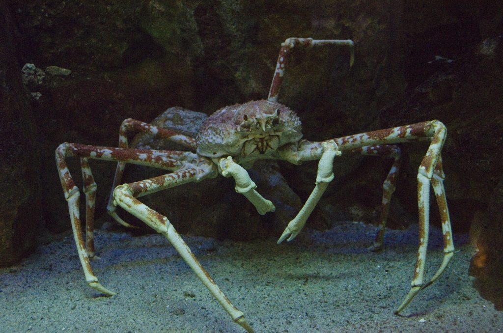 Creatures of the Deep: Giant Spider Crab | Offshore Supply
